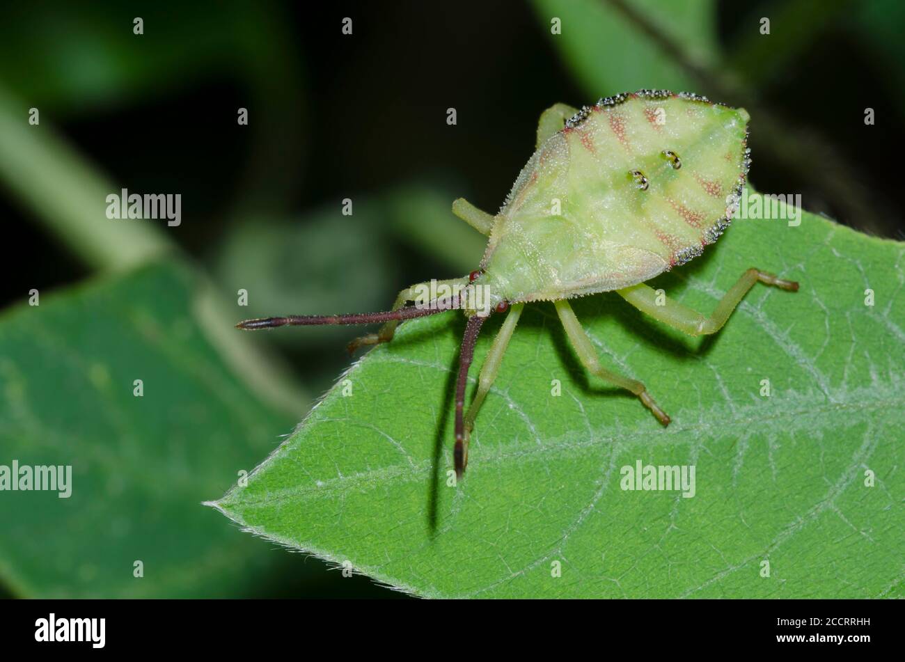 Leaf-footed Bug, Piezogaster sp., nymph Stock Photo - Alamy
