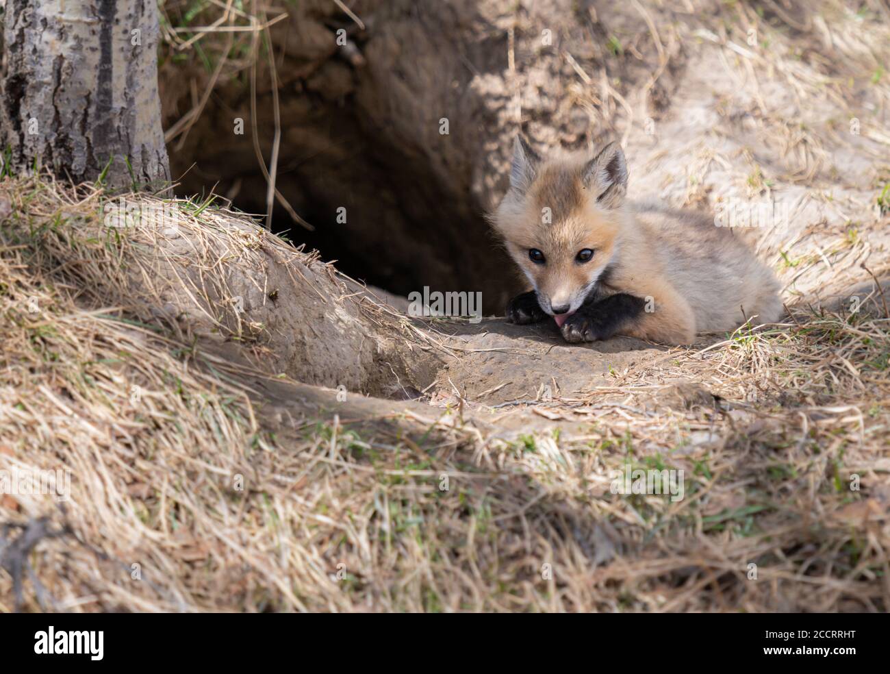 Fox kit in the wild Stock Photo - Alamy