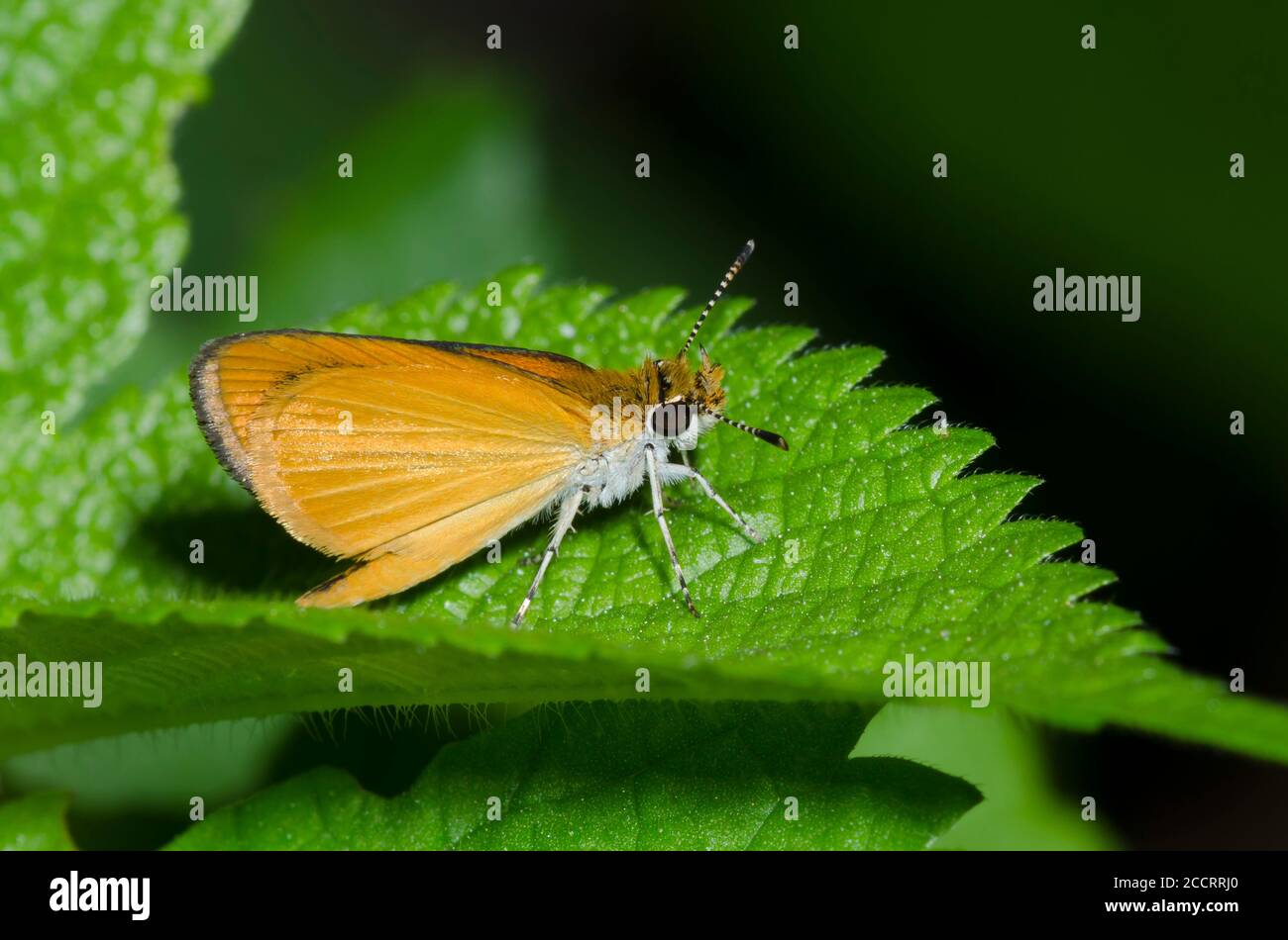 Least Skipper, Ancyloxypha numitor Stock Photo - Alamy