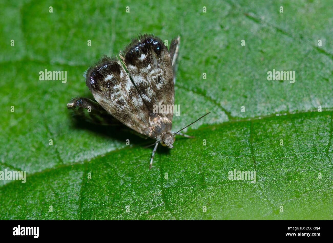 Metalmark moth hi-res stock photography and images - Alamy