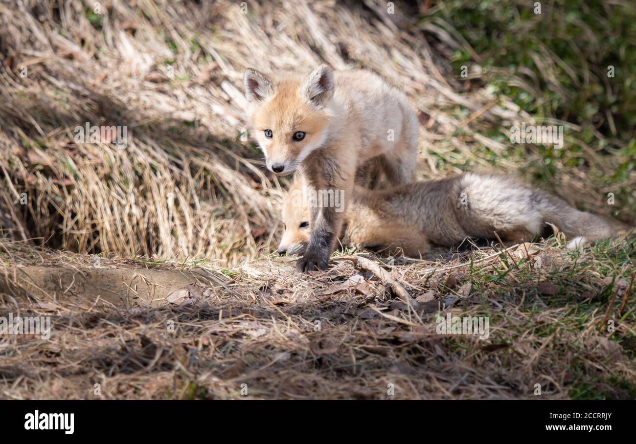 Fox kit in the wild Stock Photo - Alamy