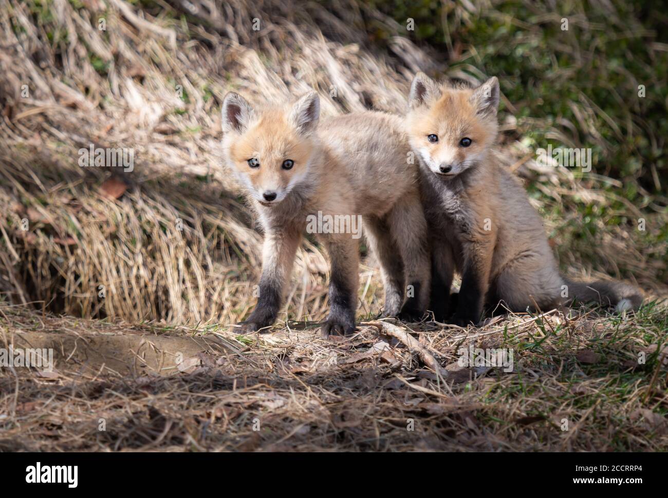 Fox kit in the wild Stock Photo - Alamy