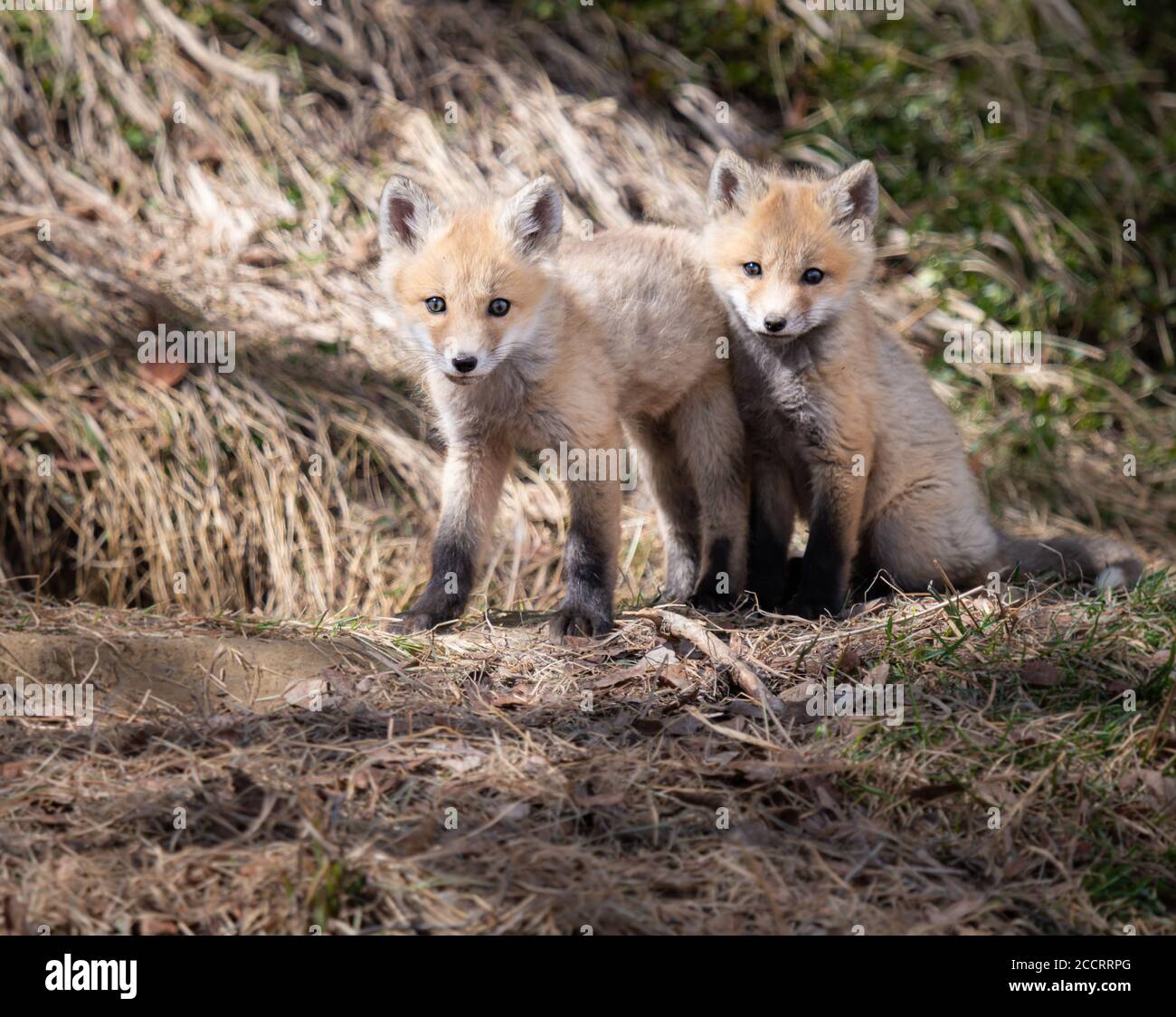 Fox kit in the wild Stock Photo - Alamy