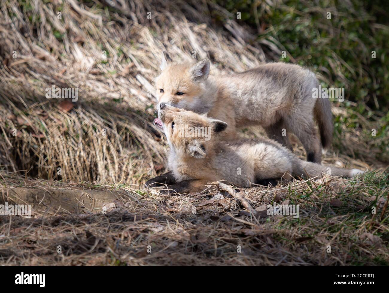 Fox kit in the wild Stock Photo - Alamy