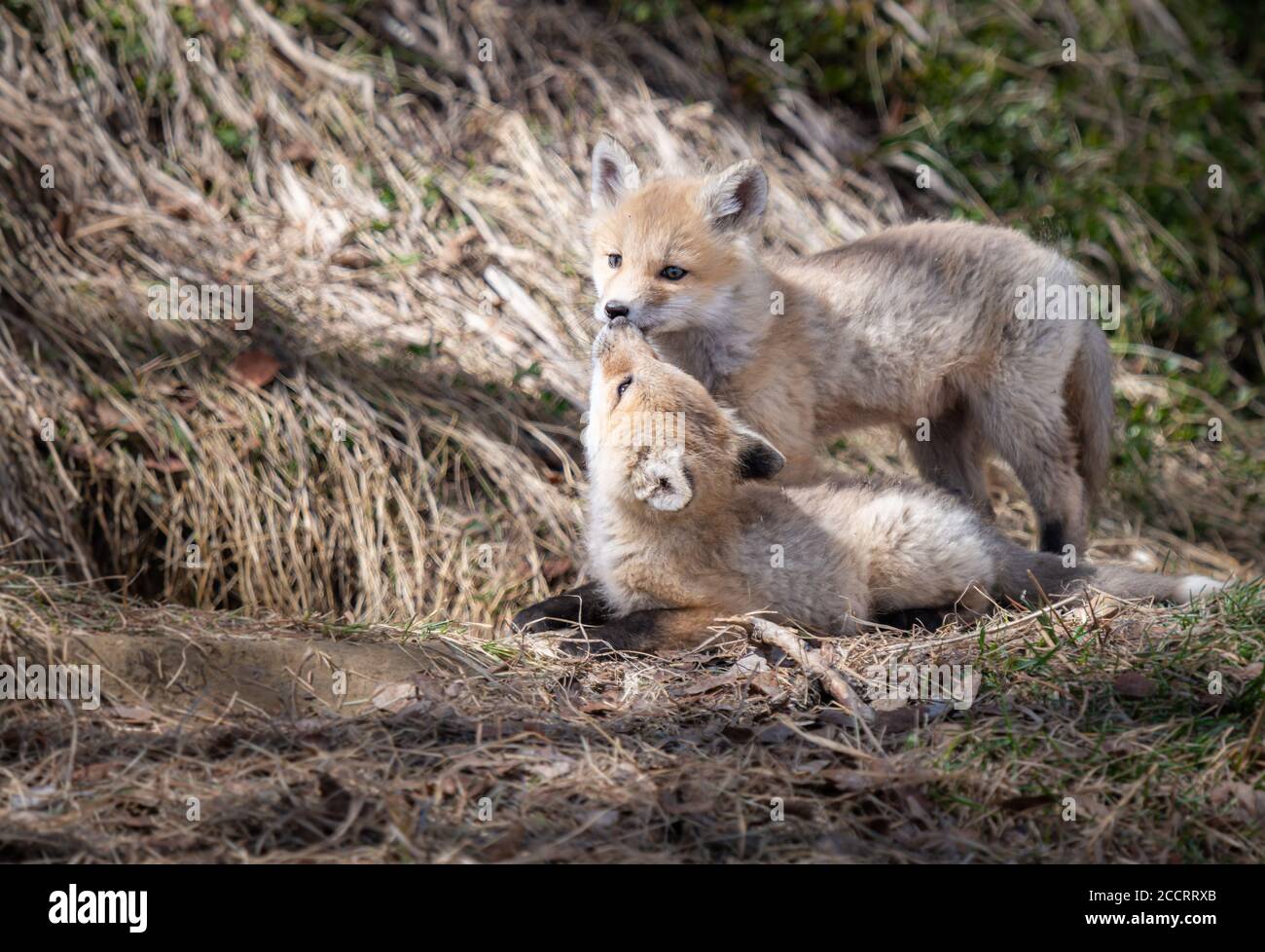 Fox kit in the wild Stock Photo - Alamy