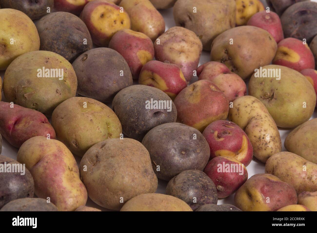 Types of potatoes - Peruvian potatoes still life Stock Photo - Alamy
