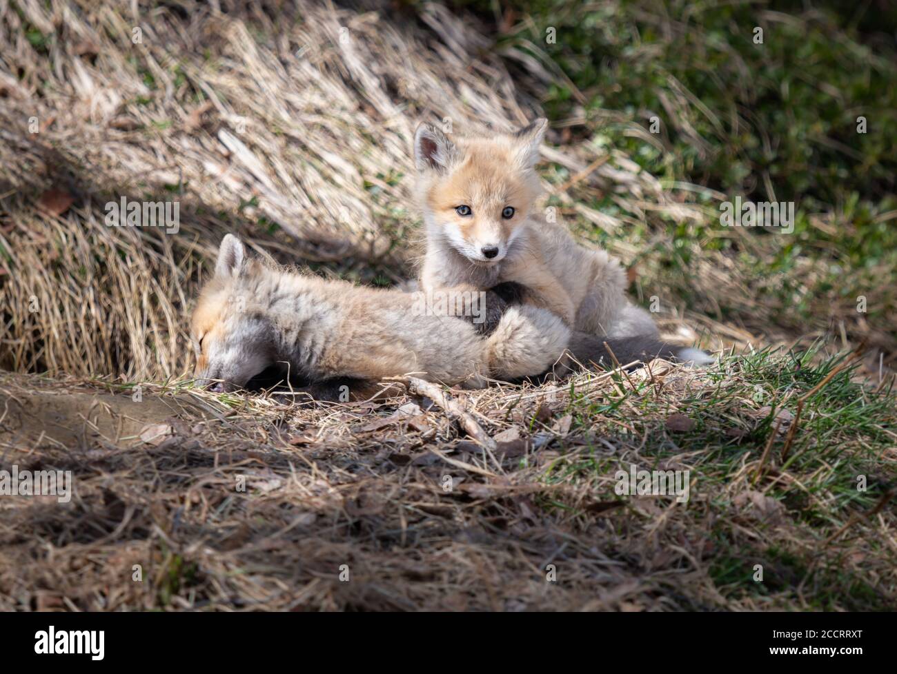 Fox kit in the wild Stock Photo - Alamy