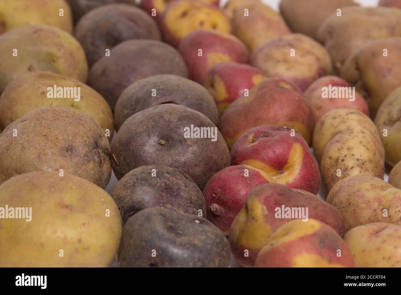 Types of potatoes - Peruvian potatoes still life Stock Photo - Alamy