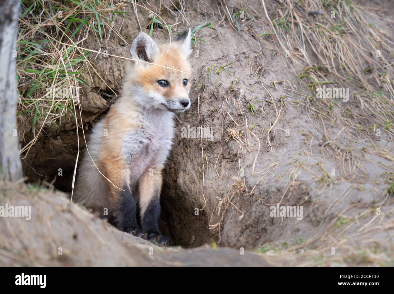 Fox kit in the wild Stock Photo - Alamy