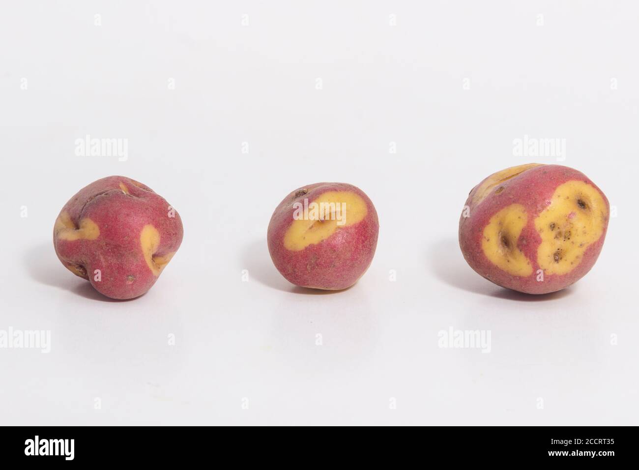 Types of potatoes - Peruvian potatoes still life - Peruanita potato ...