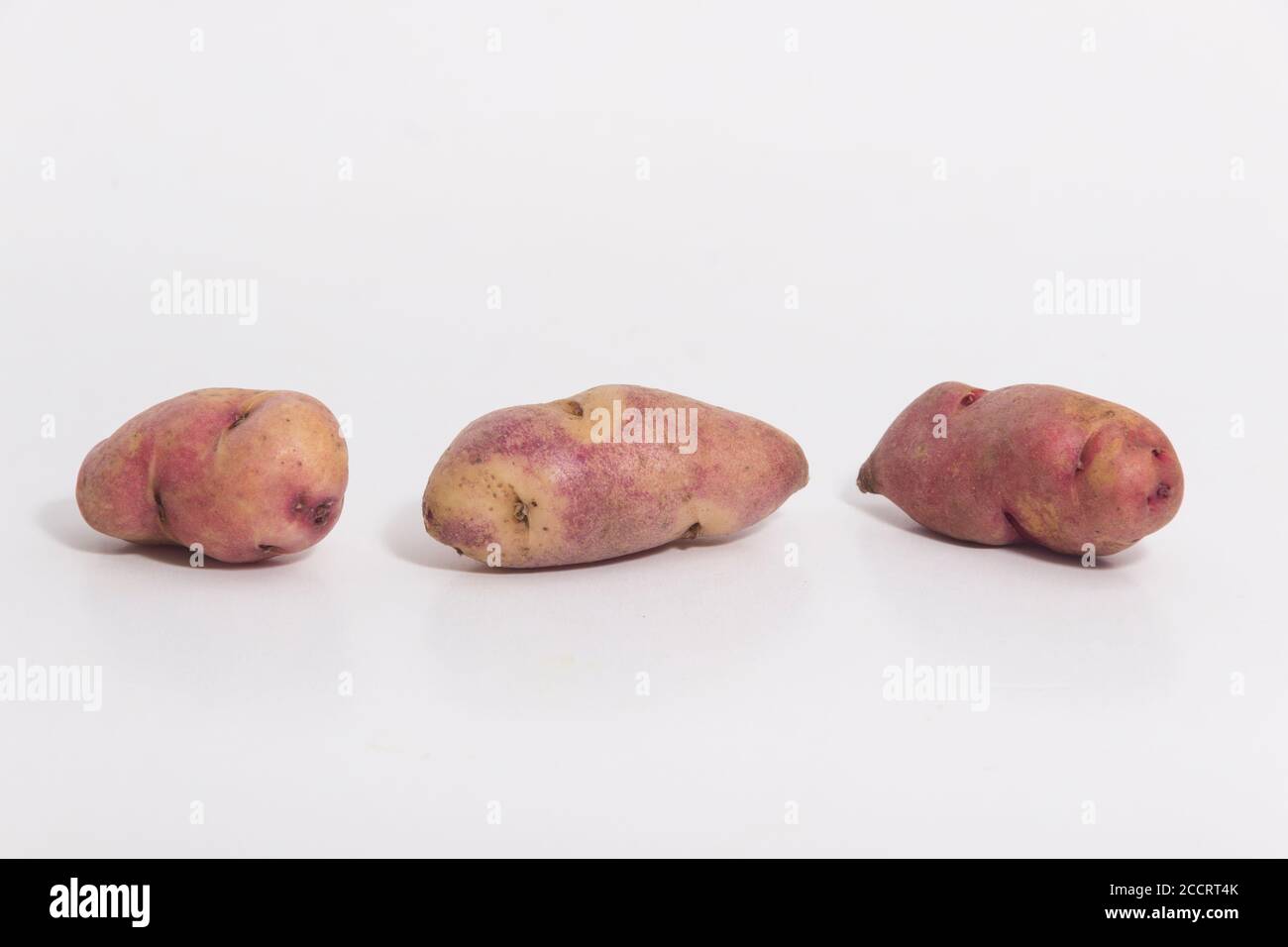 Types of potatoes - Peruvian potatoes still life - Huayro potato Stock ...