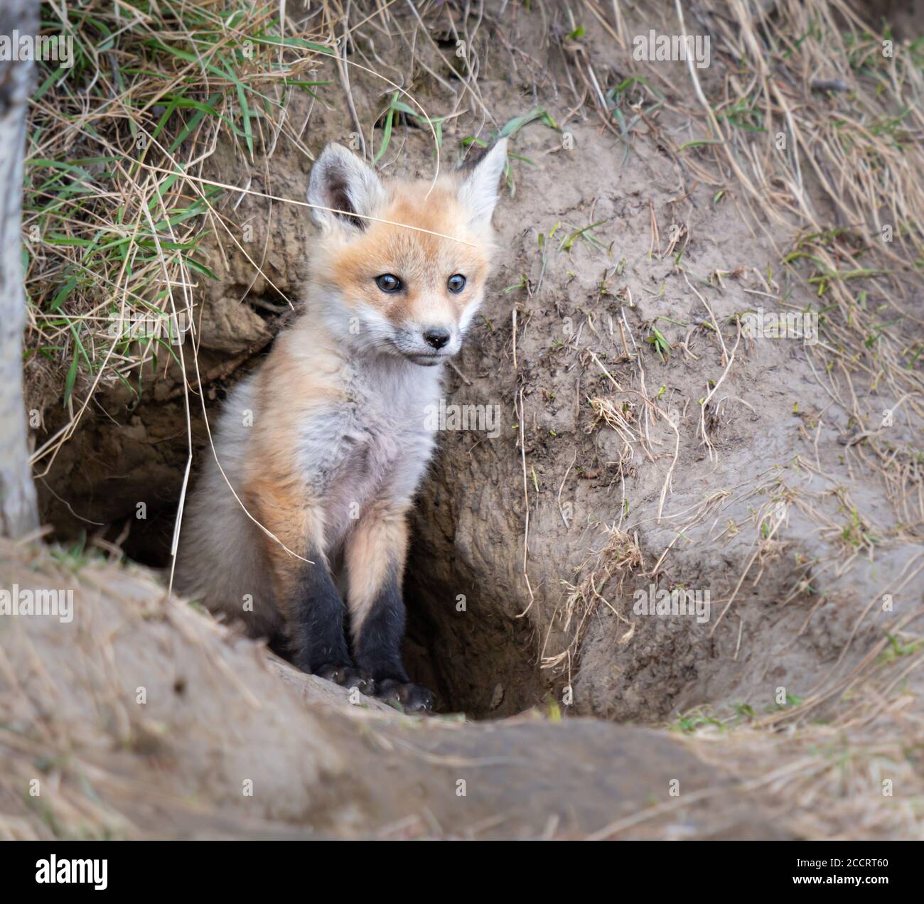 Fox kit in the wild Stock Photo - Alamy