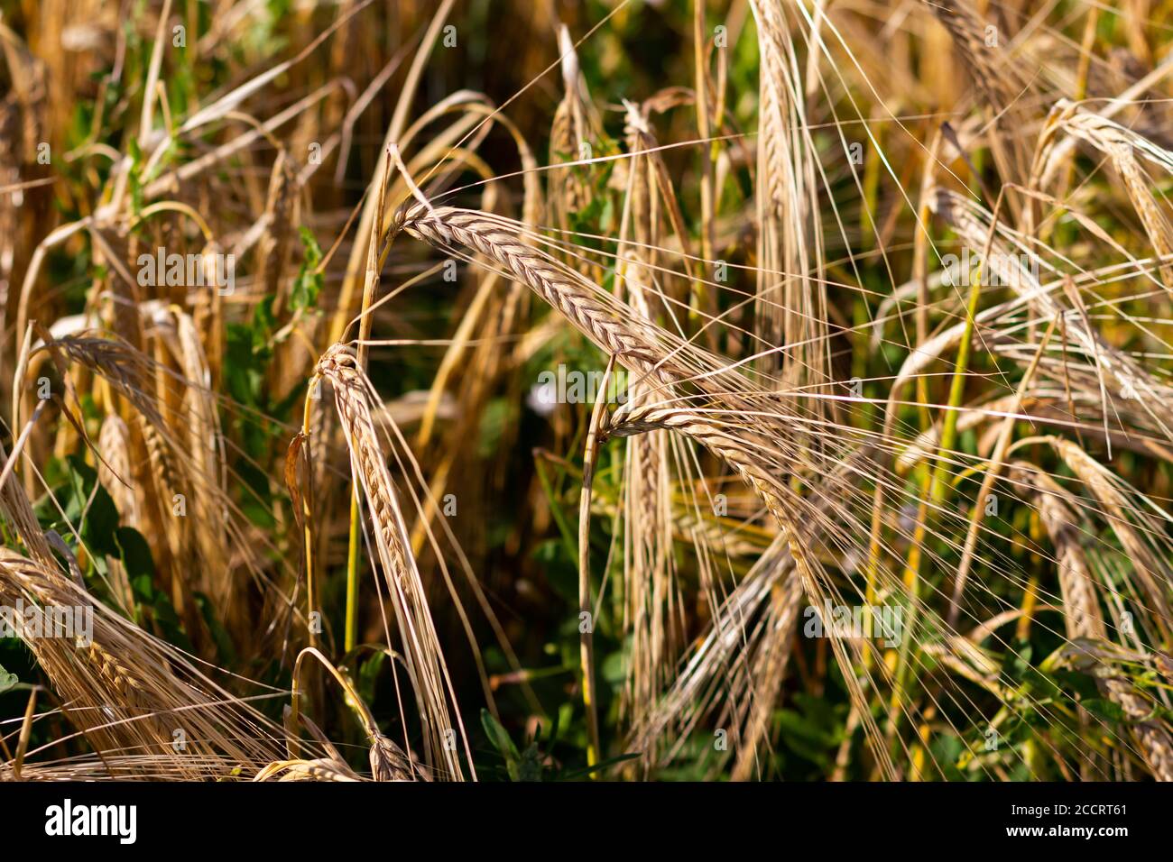 Wheat ready hi-res stock photography and images - Alamy