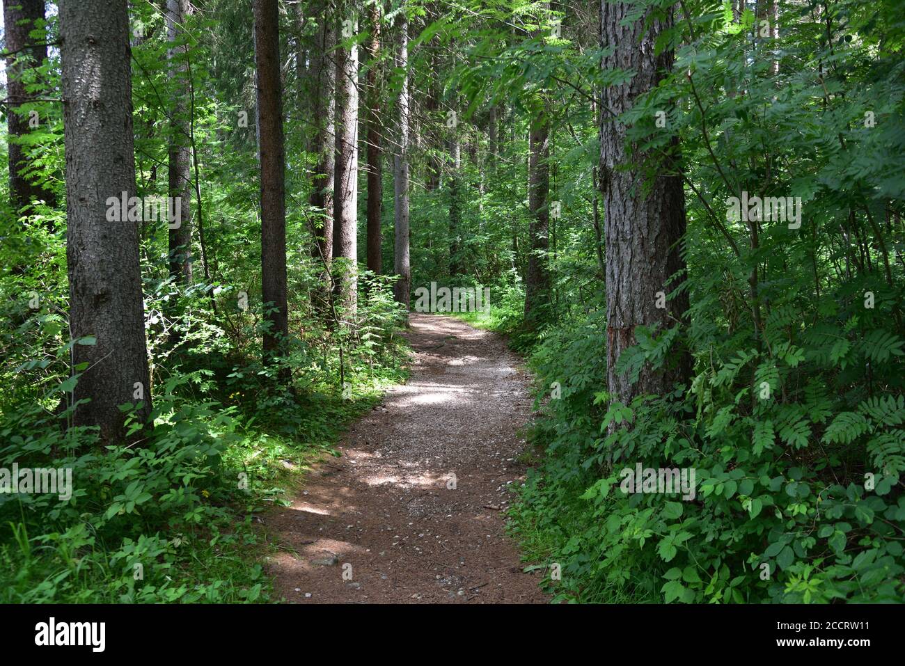 A clear and easy path through the woods Stock Photo - Alamy