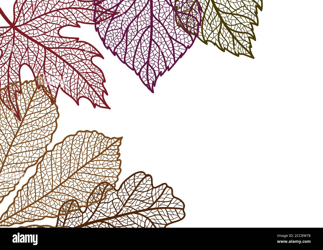 Leaf birch autumn line Stock Vector Images - Alamy