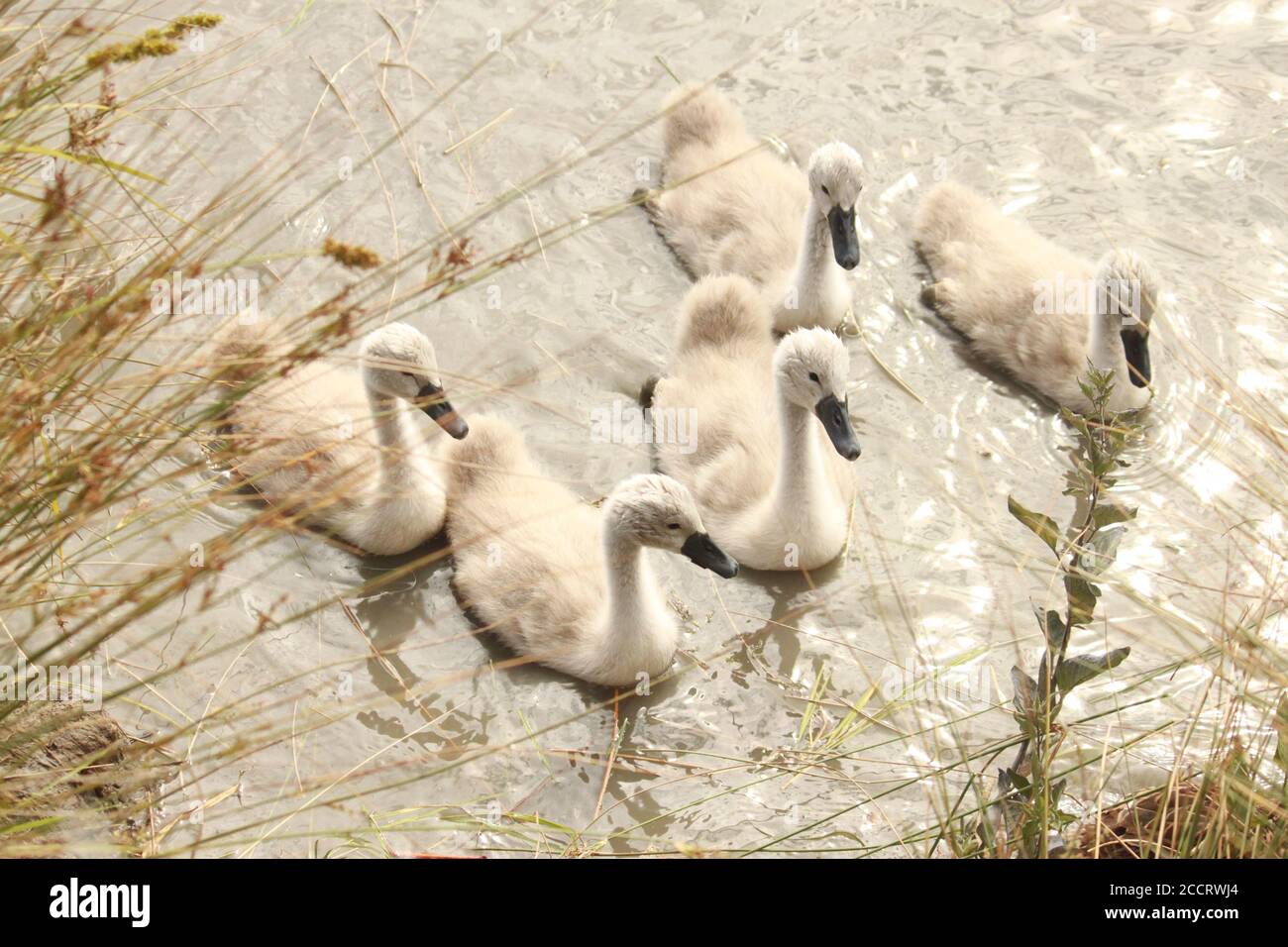 Cygnets swans pond birds hi-res stock photography and images - Alamy