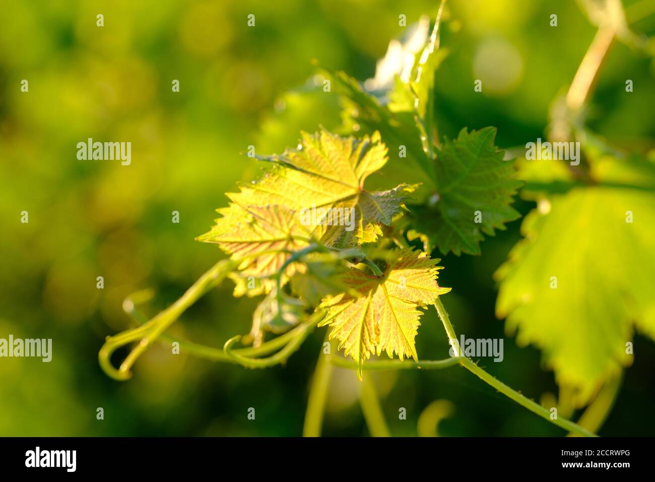 Grapevine baby leafs litted by the morning sun during a suumer day ...