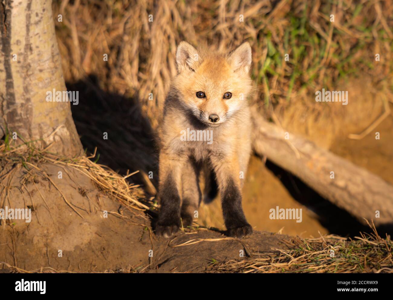 Fox kit in the wild Stock Photo - Alamy