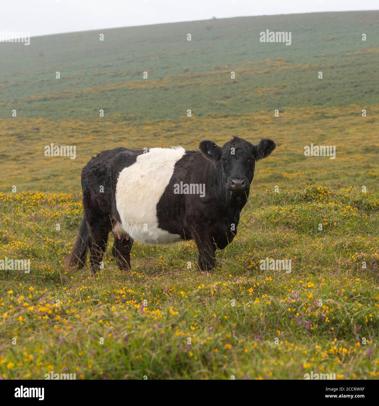 Galloway cow hi-res stock photography and images - Alamy
