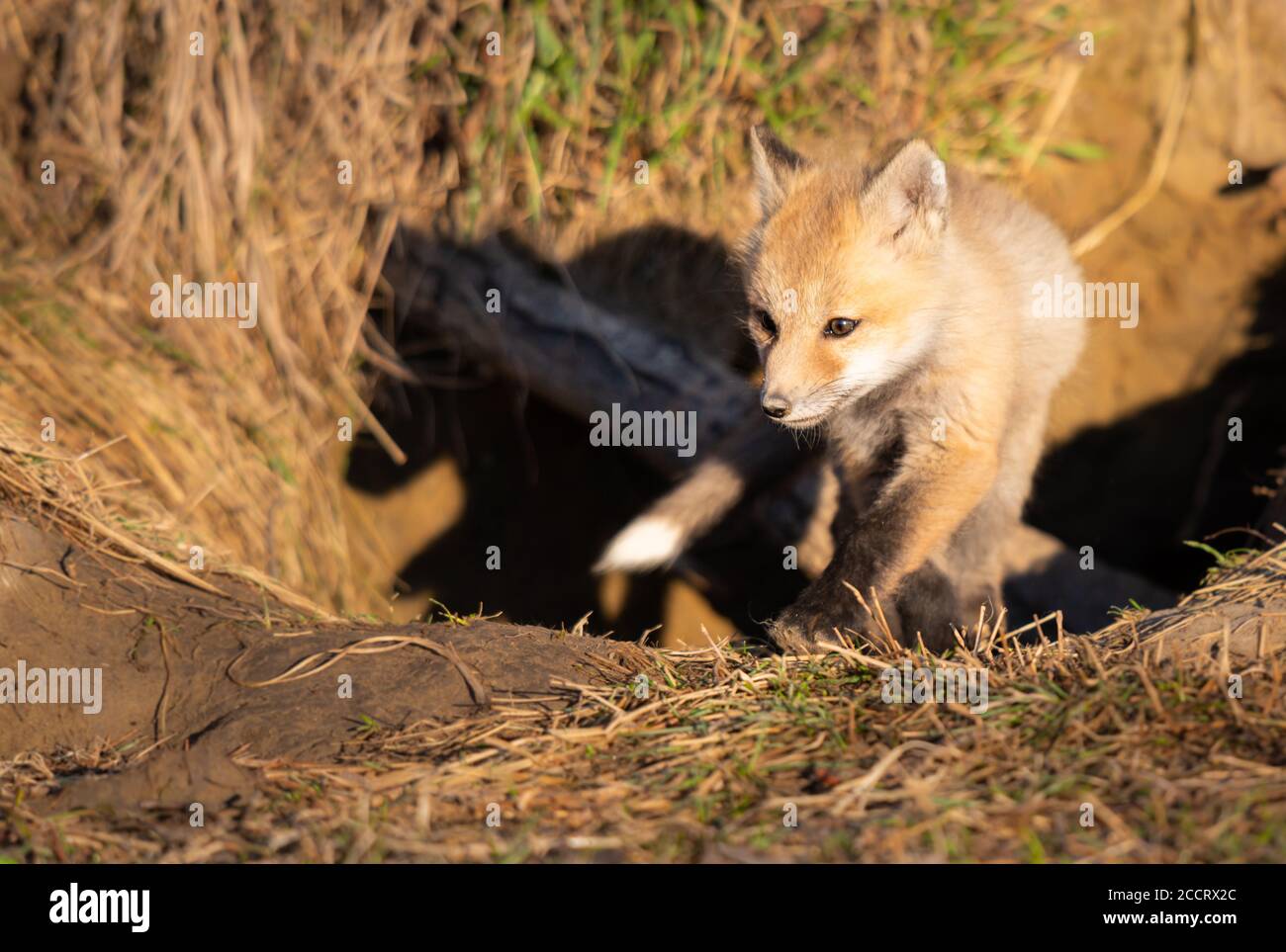 Fox kit in the wild Stock Photo - Alamy