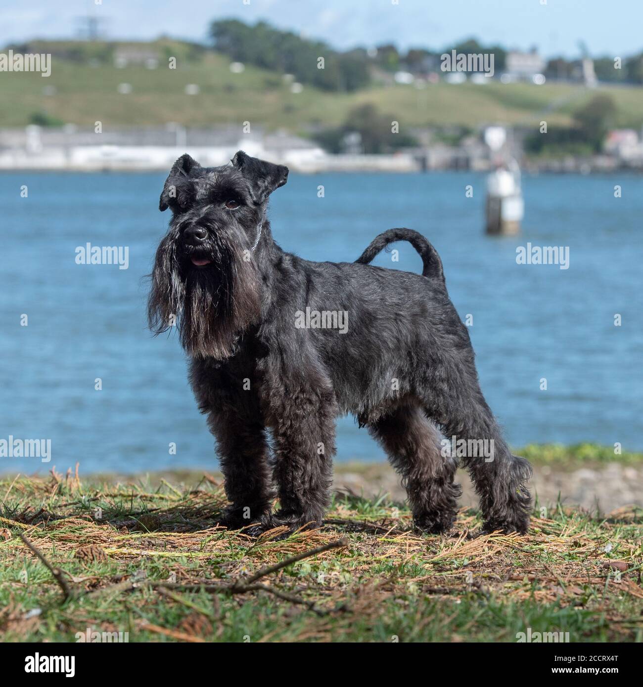 Full body miniature schnauzer hi-res stock photography and images - Alamy
