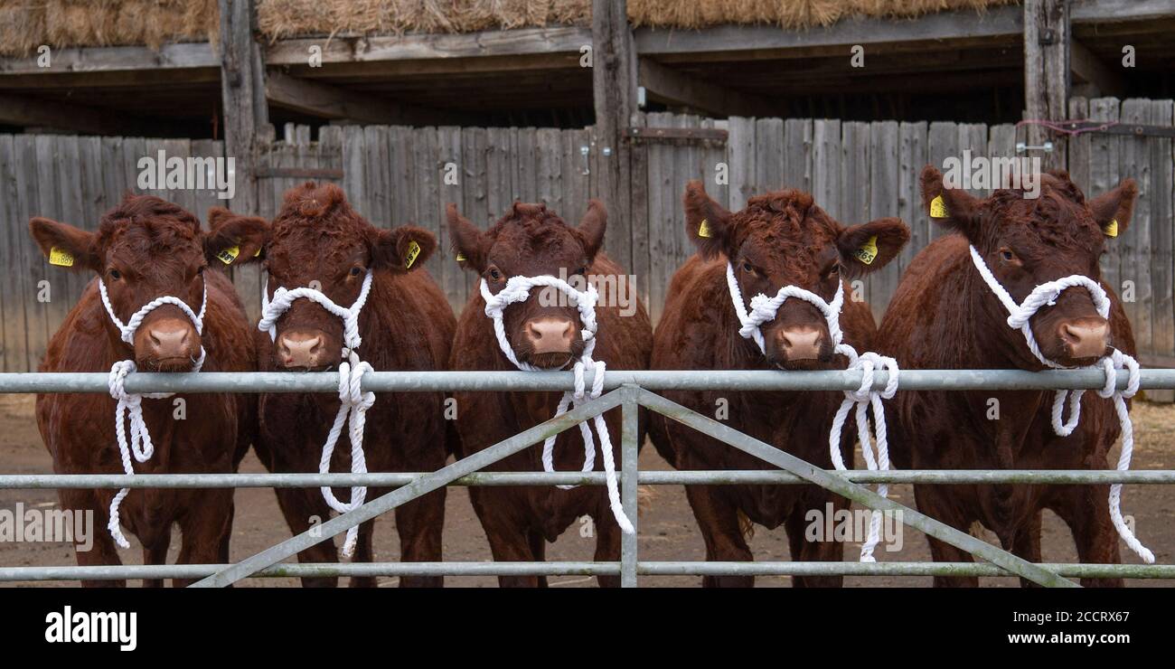 red ruby North Devon cows Stock Photo - Alamy