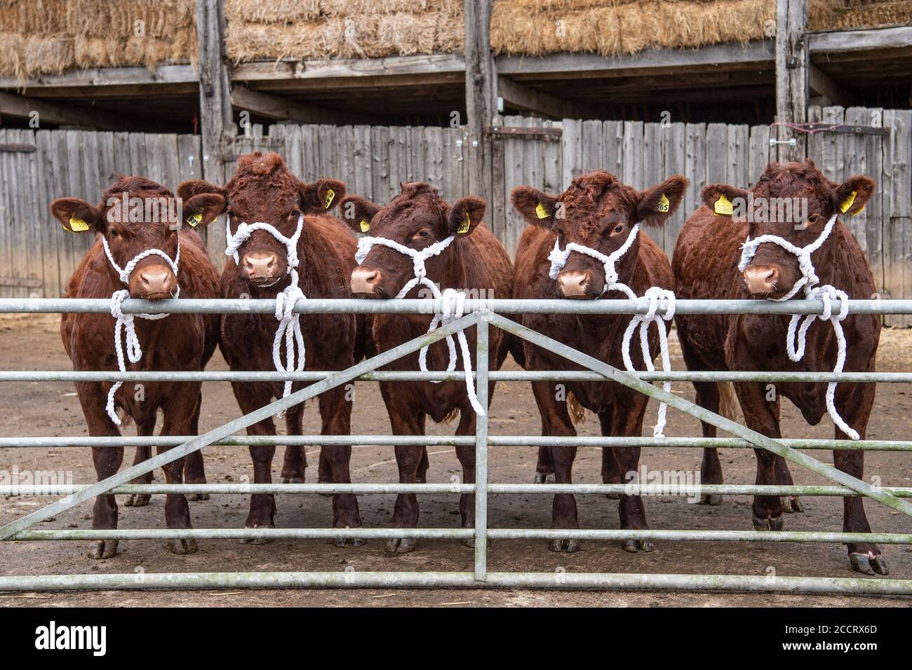 red ruby North Devon cows Stock Photo - Alamy