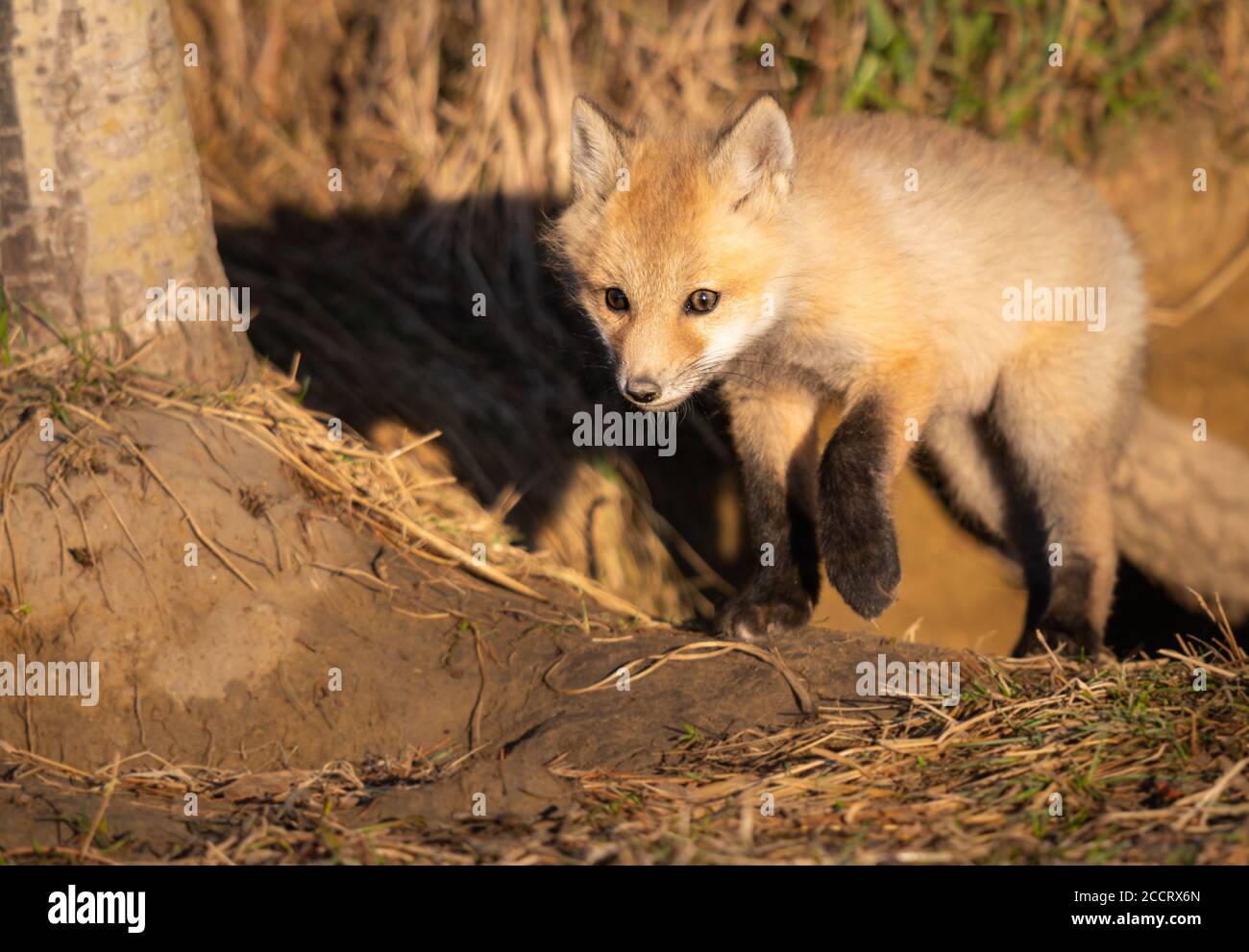 Fox kit in the wild Stock Photo - Alamy