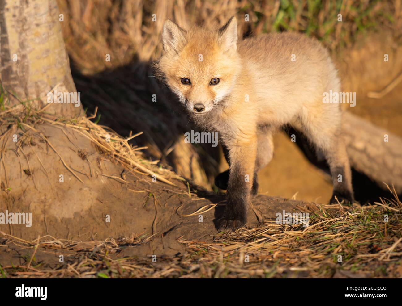 Fox kit in the wild Stock Photo - Alamy