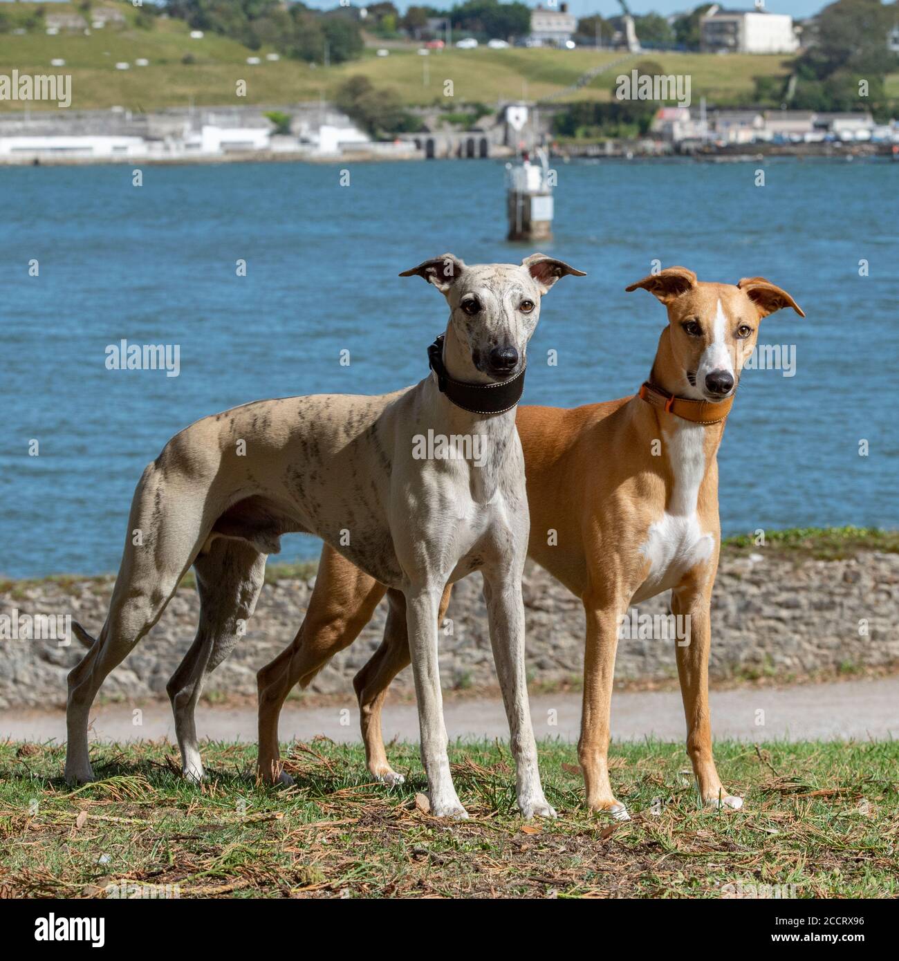 Two whippets hi-res stock photography and images - Alamy