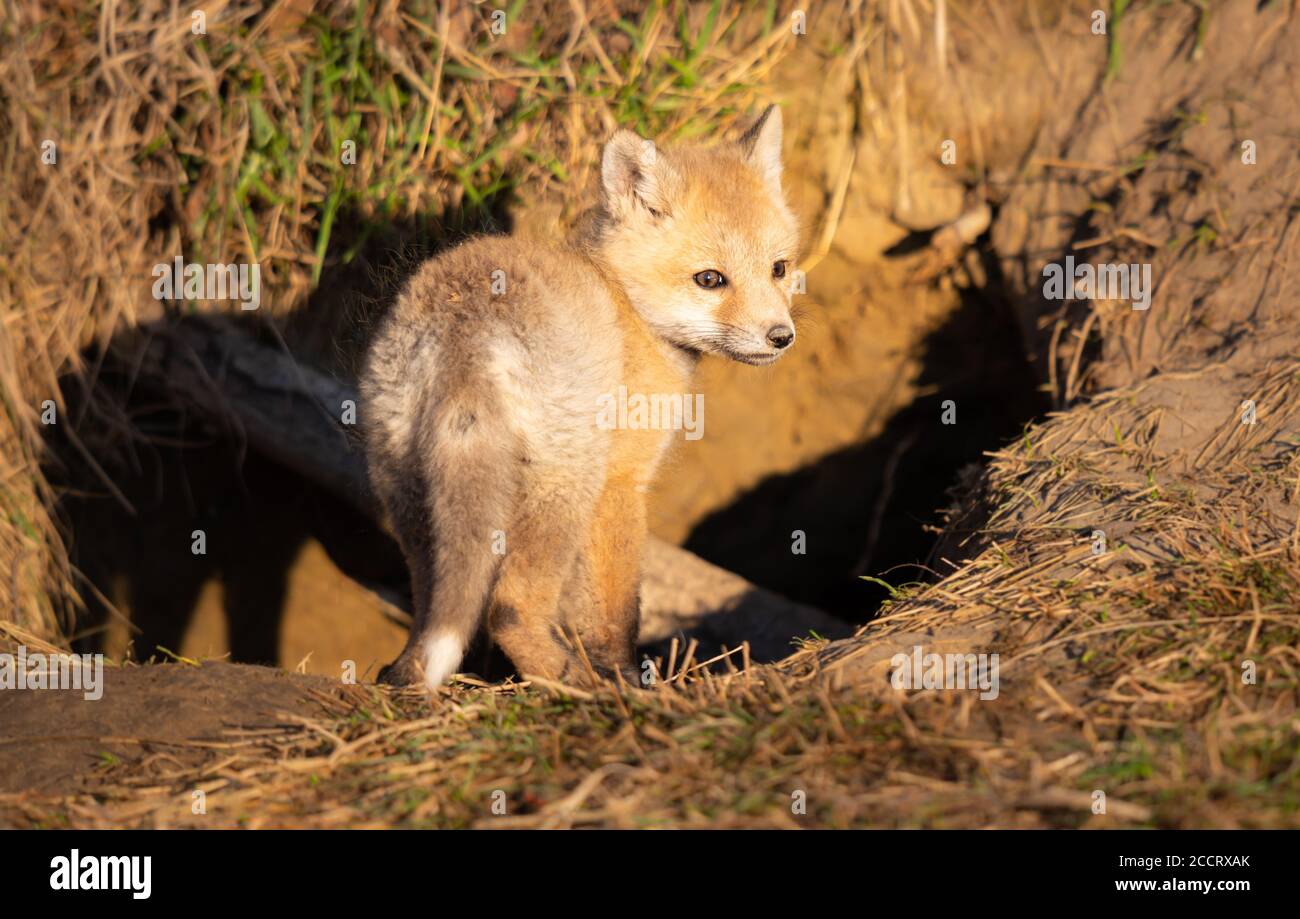 Fox kit in the wild Stock Photo - Alamy