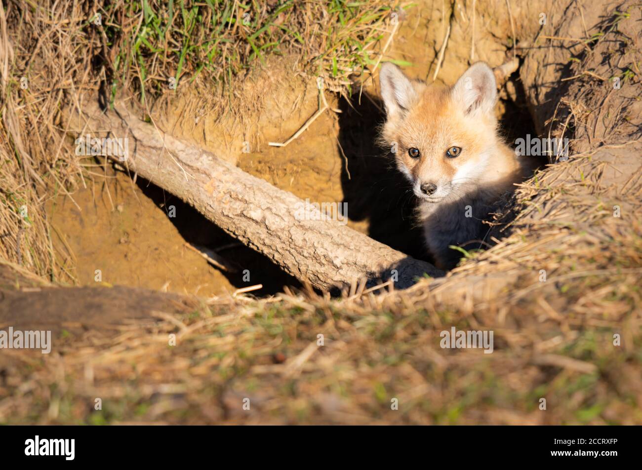 Fox kit in the wild Stock Photo - Alamy