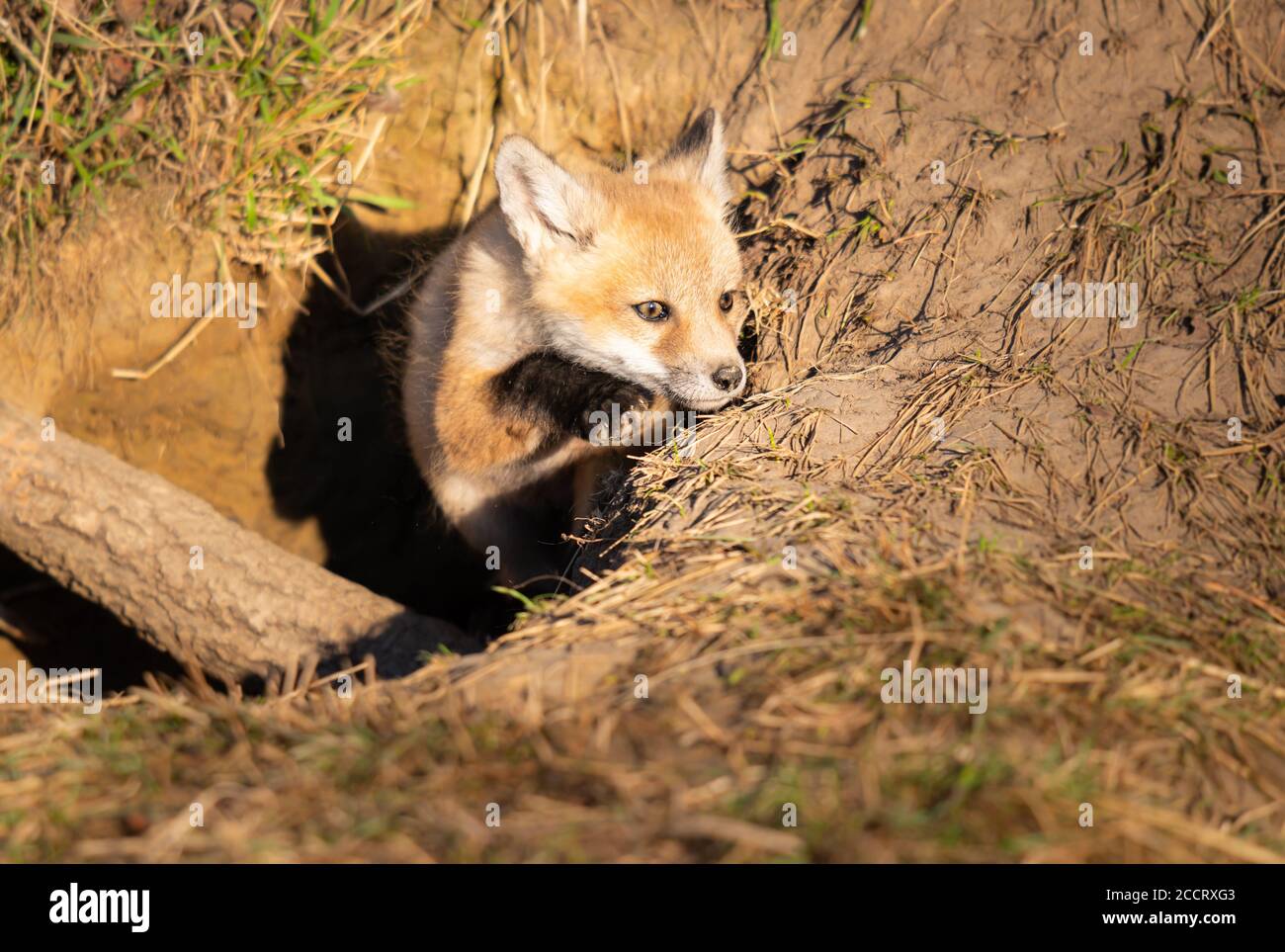 Fox kit in the wild Stock Photo - Alamy