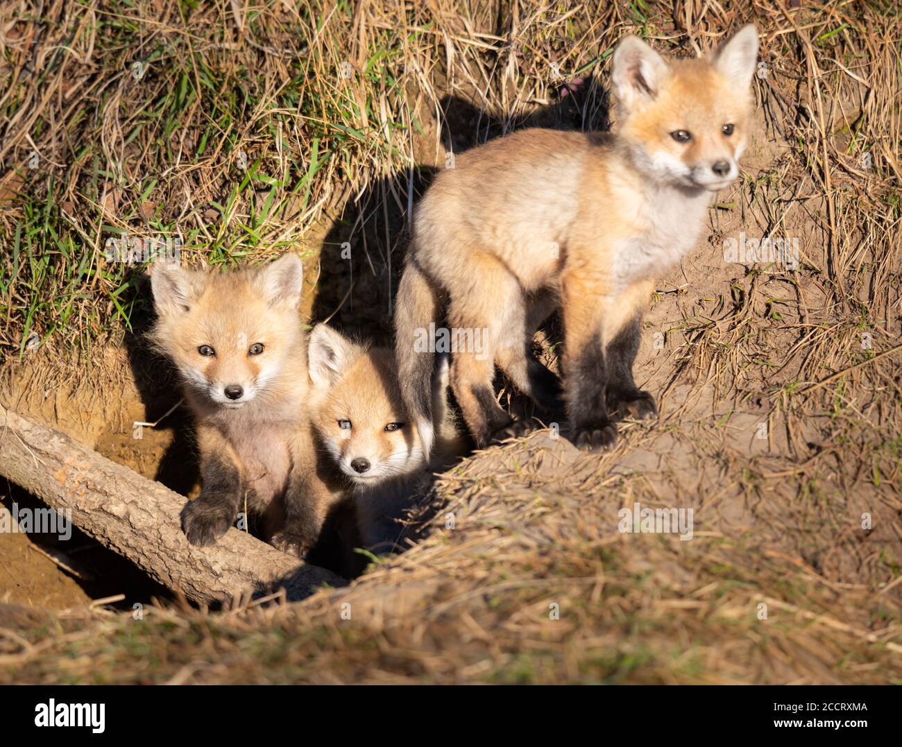 Fox kit in the wild Stock Photo - Alamy