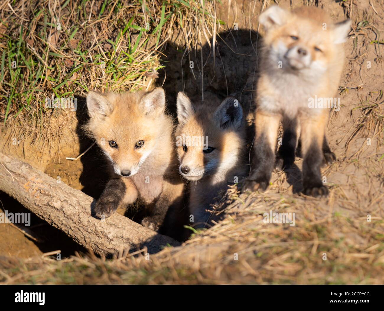 Fox kit in the wild Stock Photo - Alamy