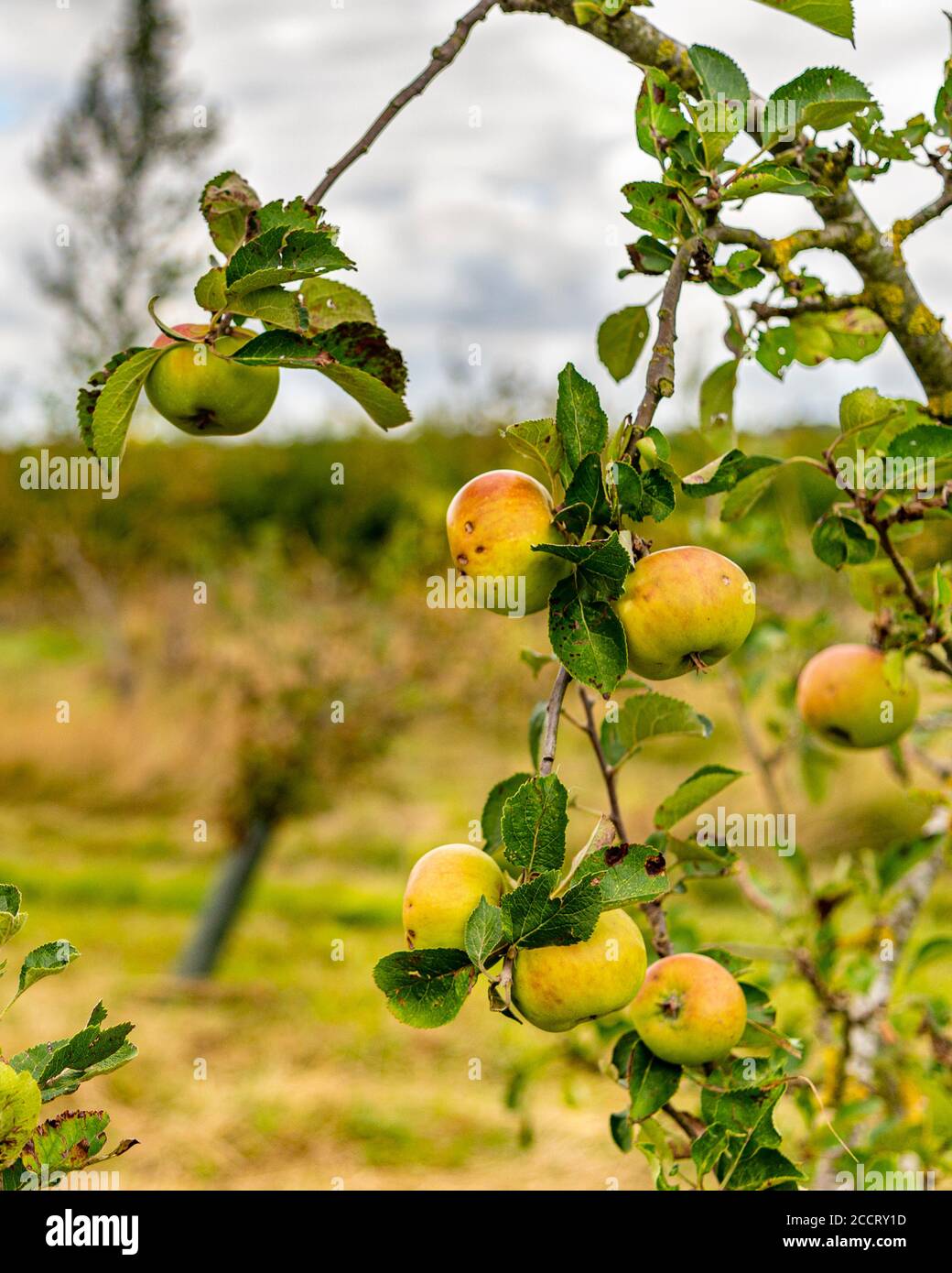 Apples trees and apples in an old abandoned and disused orchard which ...