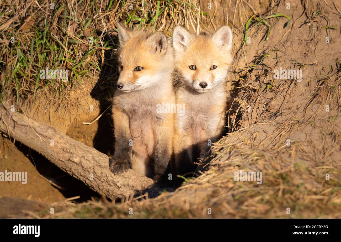 Fox kit in the wild Stock Photo - Alamy