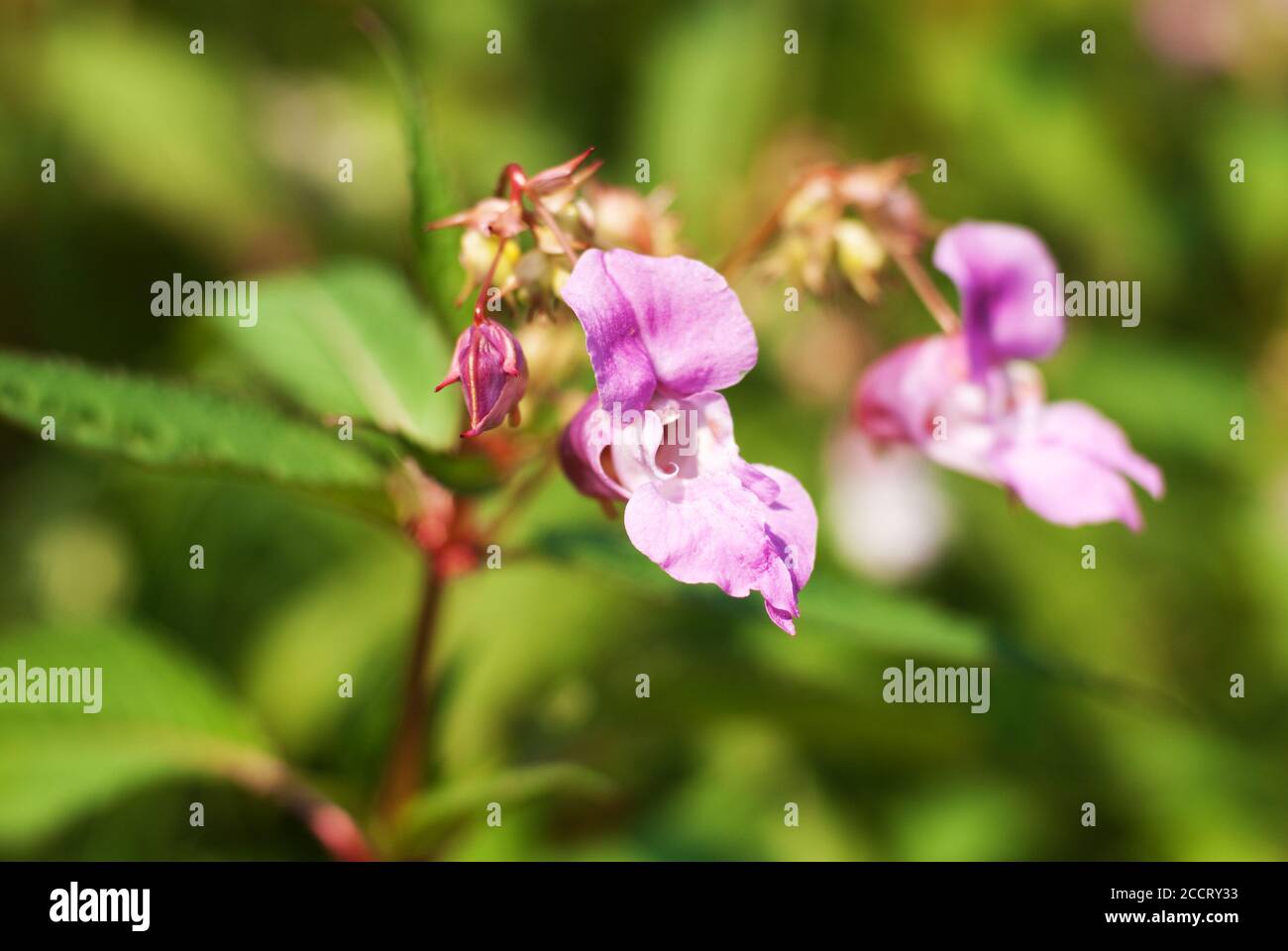 Wild himalayan balsam flowers hi-res stock photography and images - Alamy