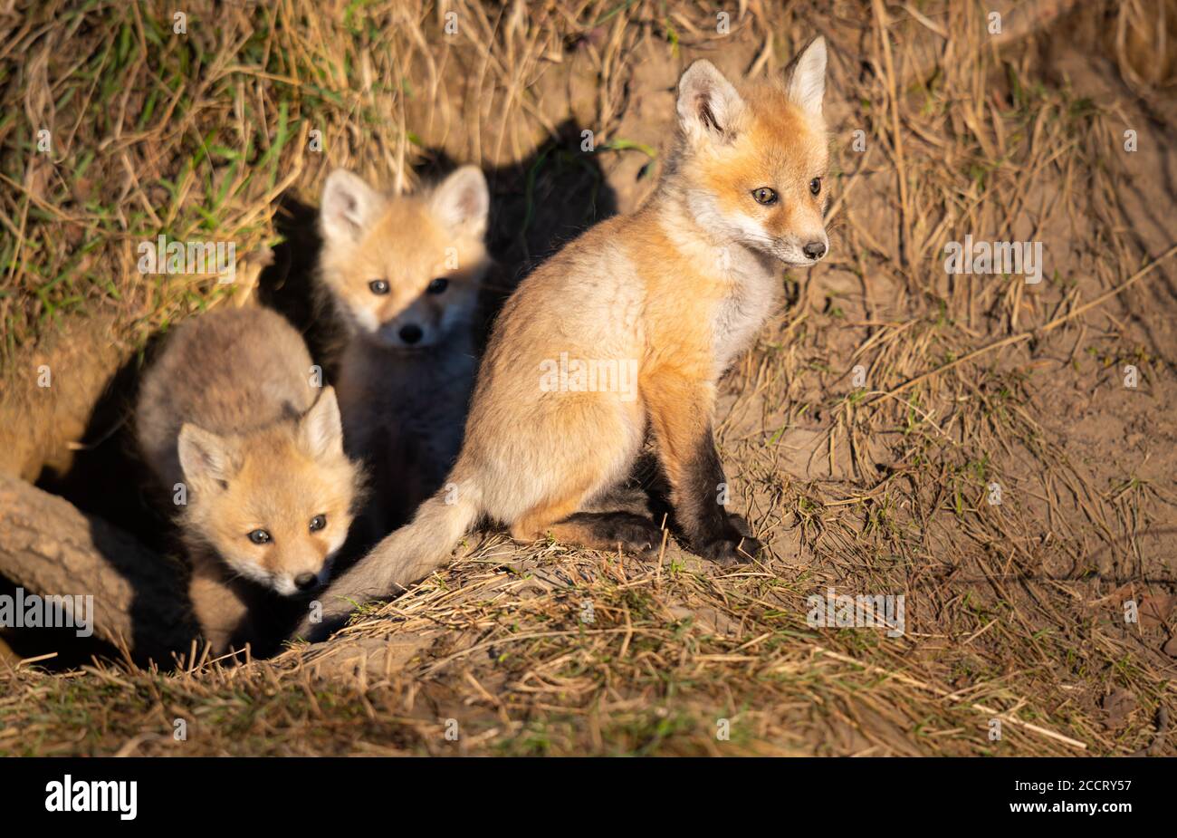Fox kit in the wild Stock Photo - Alamy