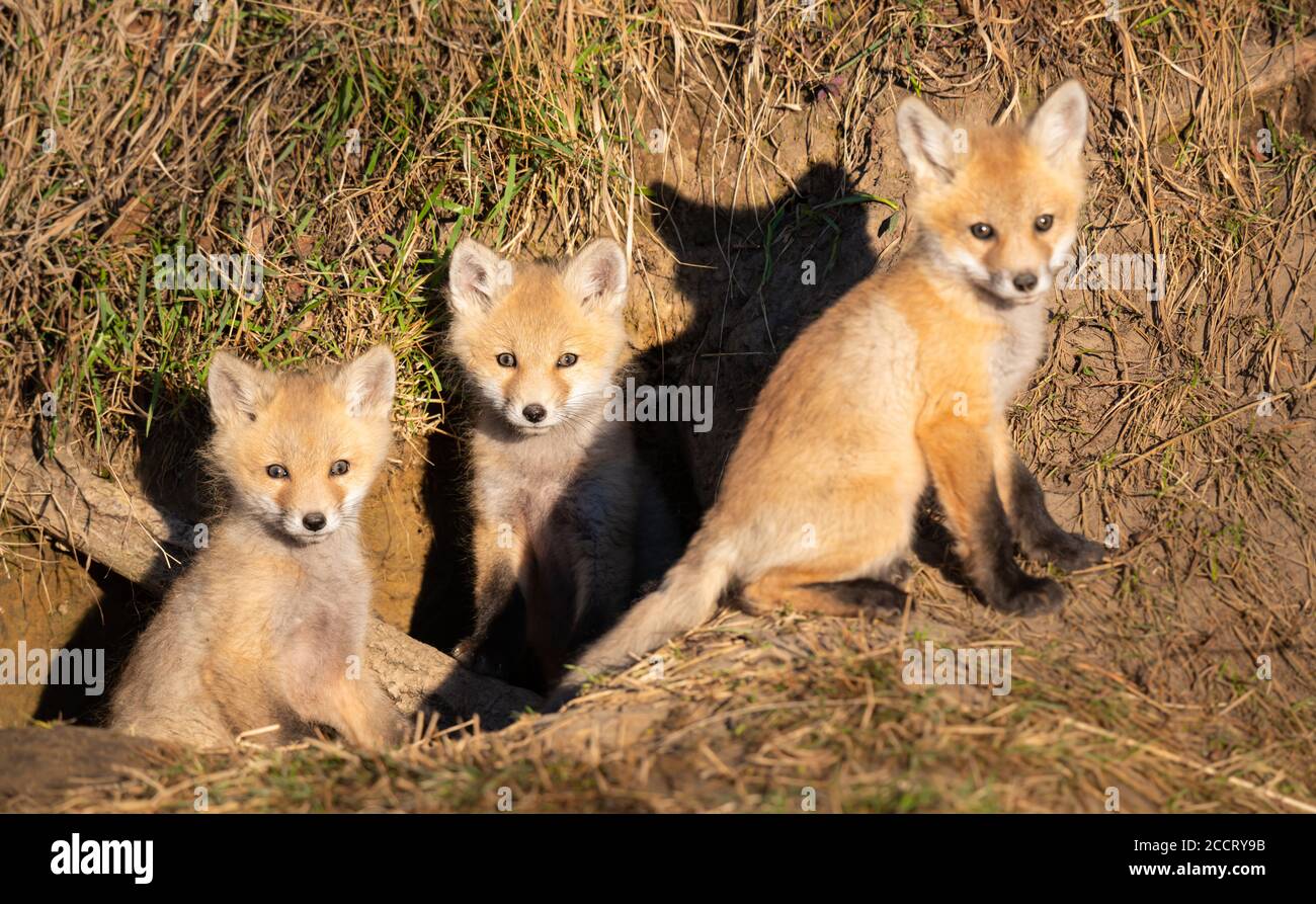 Fox kit in the wild Stock Photo - Alamy