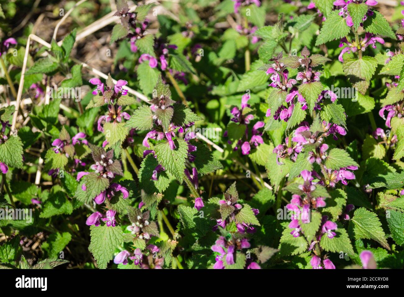 The wild plant red dead-nettle in the garden Stock Photo - Alamy