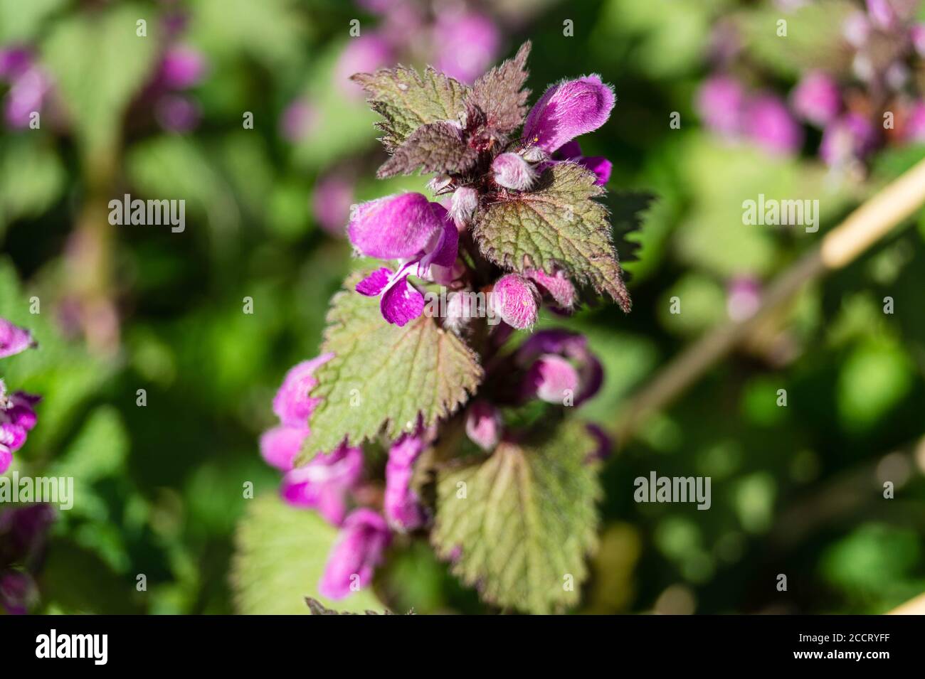 The wild plant red dead-nettle in the garden Stock Photo - Alamy
