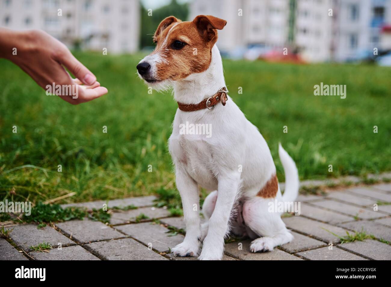 Owner feed his dog outside. Jack Russel terrier eats food from owner ...