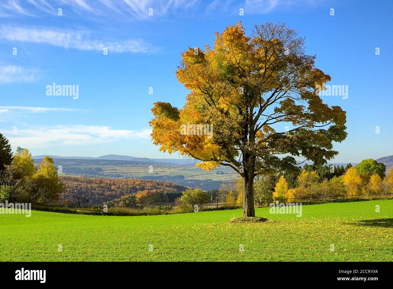 Single autumn tree on a meadow with blue colored mountain background at ...