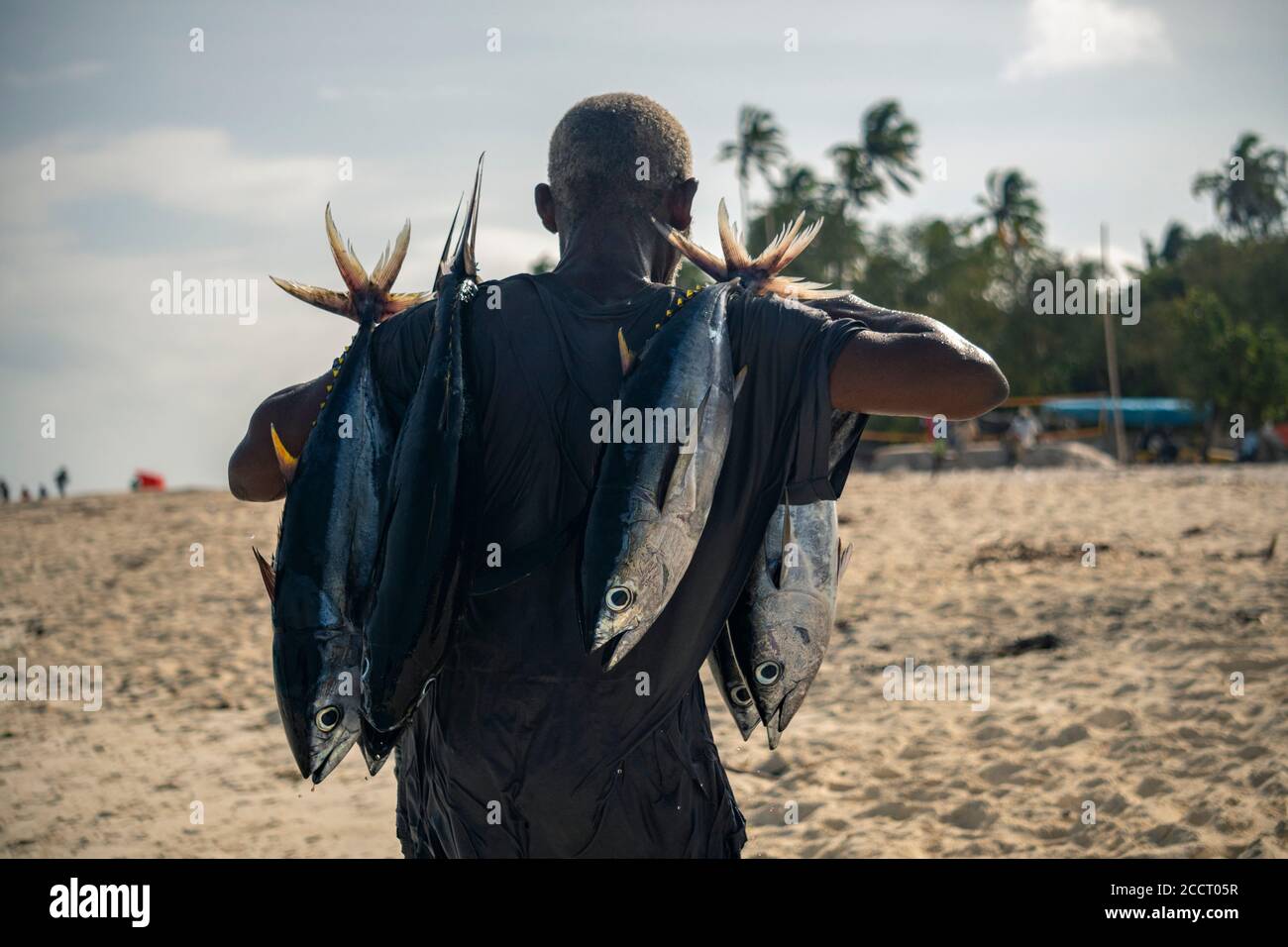 Black African Man is Carrying Tuna Fishes on the Street Fish Market in ...