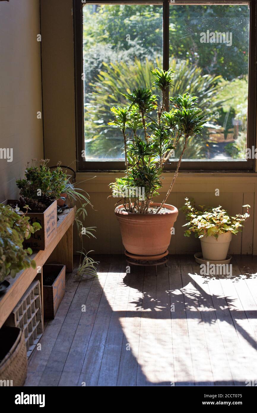 Plants in front of large windows in an old house Stock Photo - Alamy