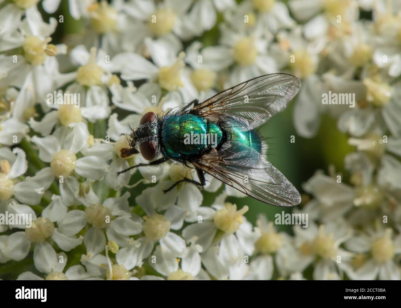 Female lucilia caesar hi-res stock photography and images - Alamy
