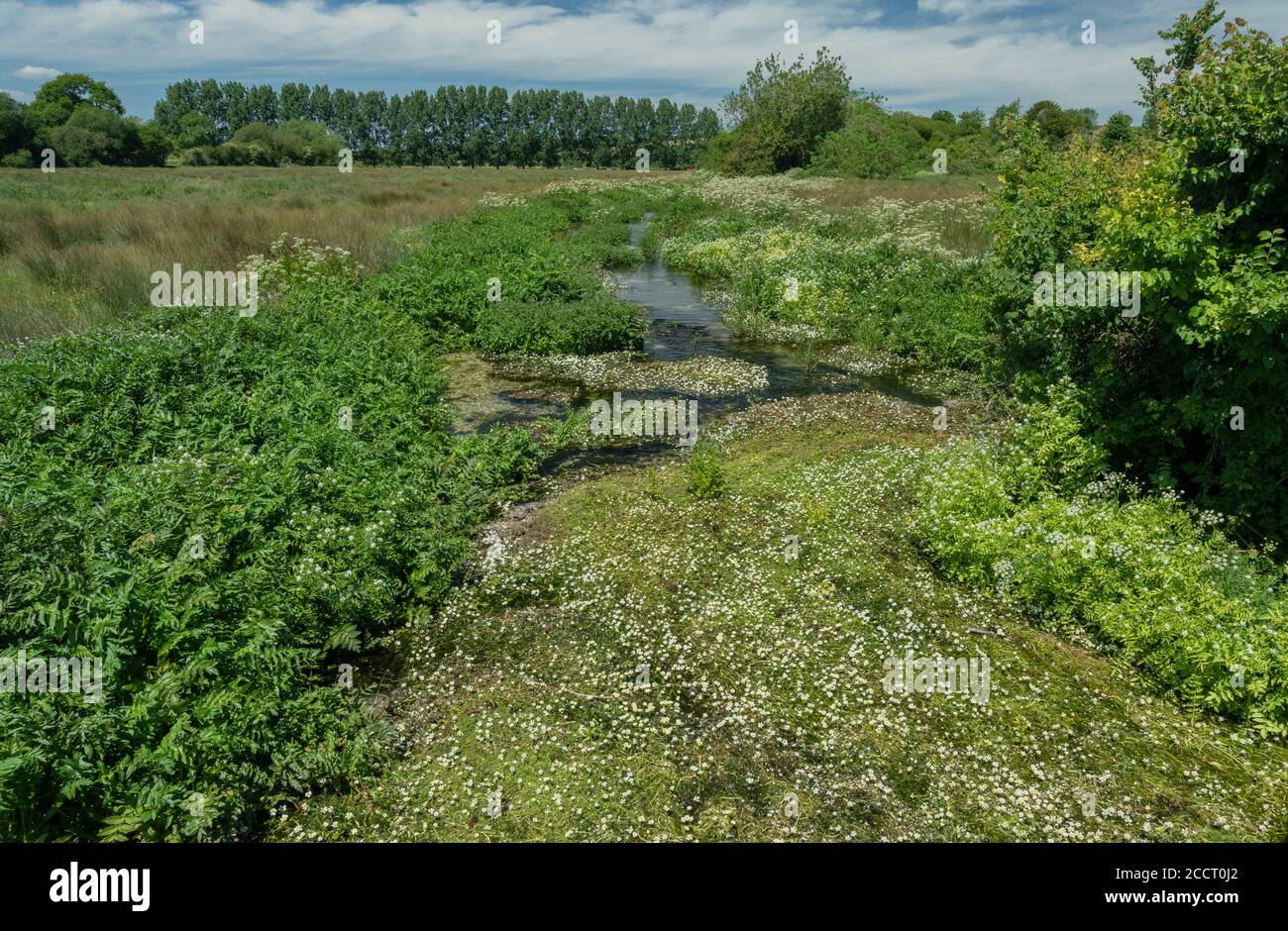 The upper River Allen and its floodplain above Wimborne St. Giles, with ...
