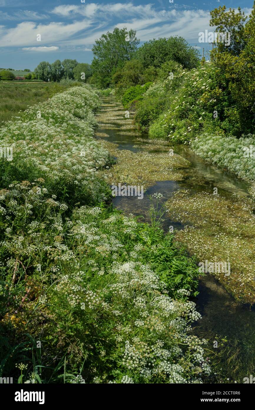 The upper River Allen and its floodplain above Wimborne St. Giles ...