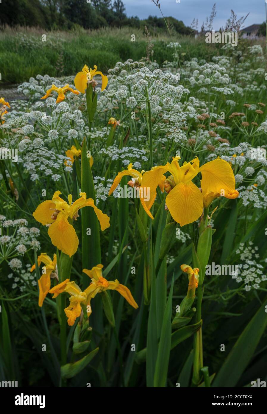 Yellow flag, Iris pseudacorus, and Hemlock Water Dropwort in full ...